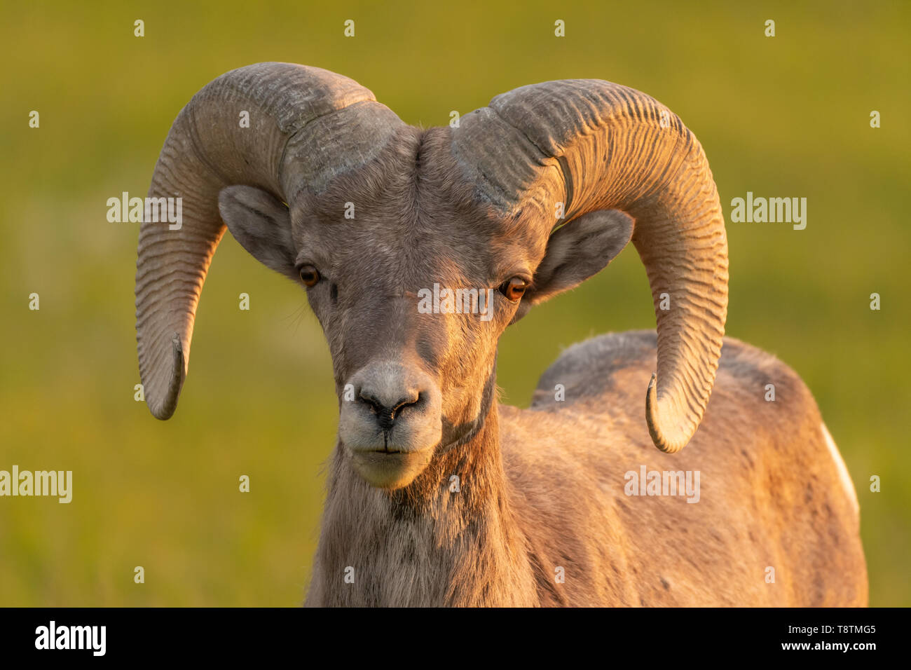 Bighorn Sheep Face Close Up with blurry field behind Stock Photo - Alamy
