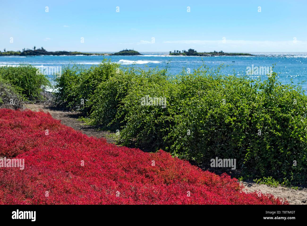 Red Galapagos Carpet Weed (Sesuvium edmonstonei), Floreana Island ...