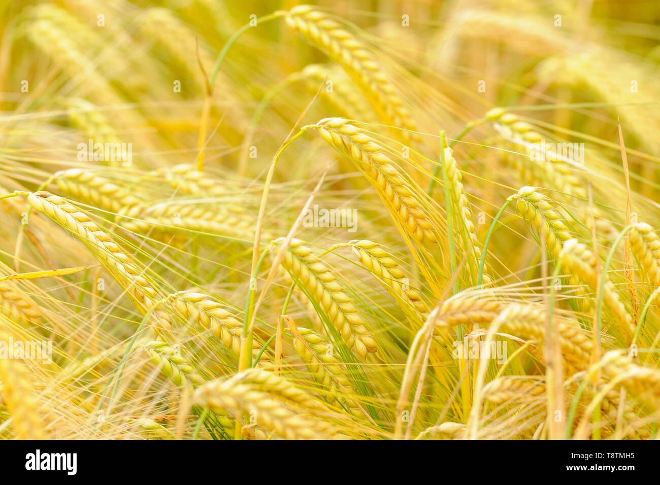 Crop feld hi-res stock photography and images - Alamy