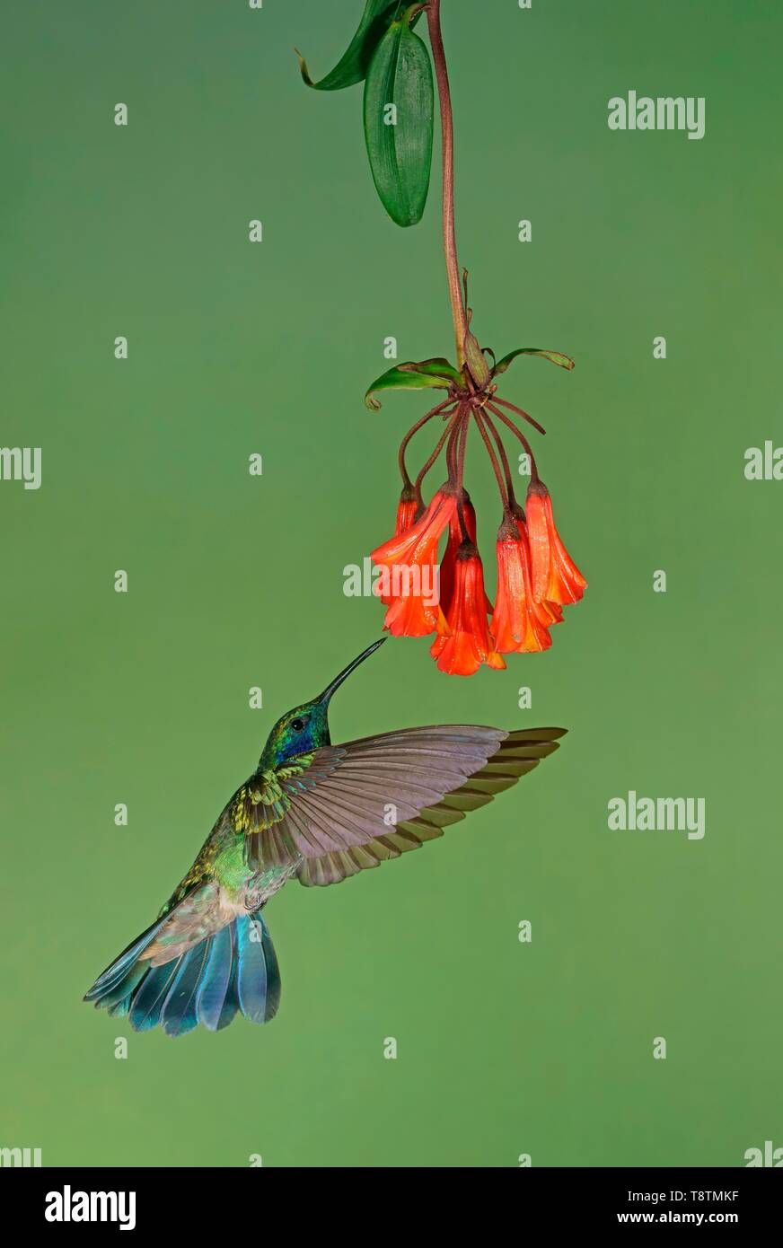 Mexican violetear (Colibri thalassinus) in flight, drinking nectar on a ...
