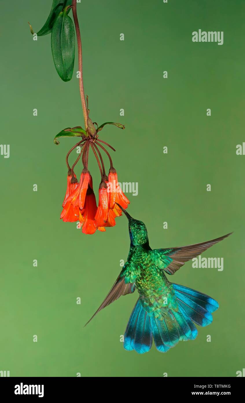Mexican violetear (Colibri thalassinus) in flight, drinking nectar on a ...