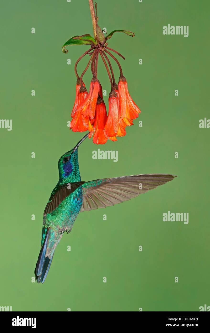 Mexican violetear (Colibri thalassinus) in flight, drinking nectar on a ...