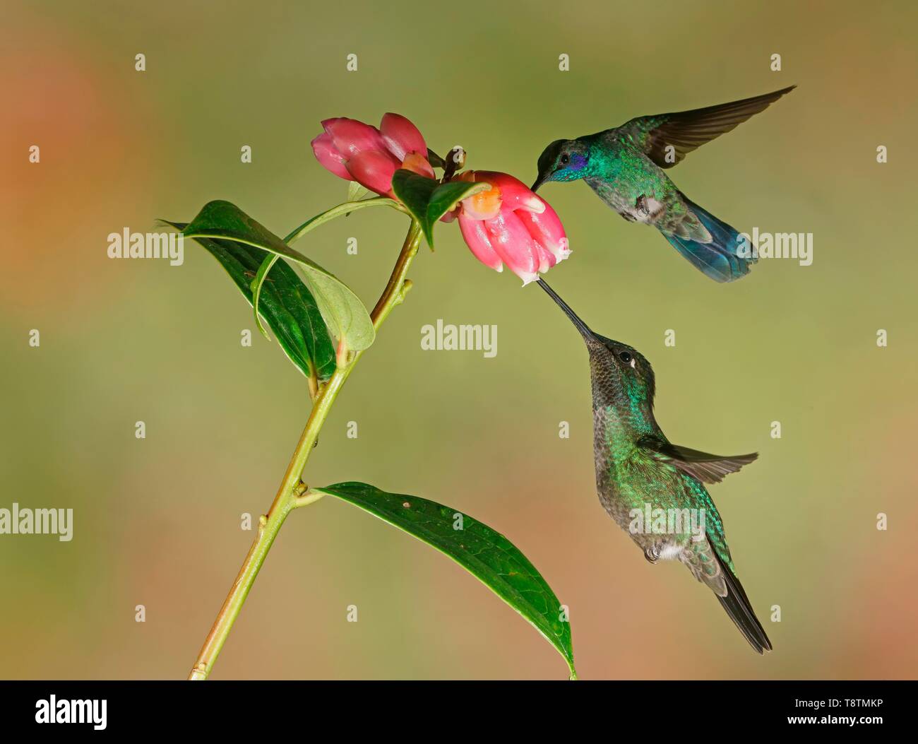 Mexican violetear (Colibri thalassinus) and Fiery-throated hummingbird ...