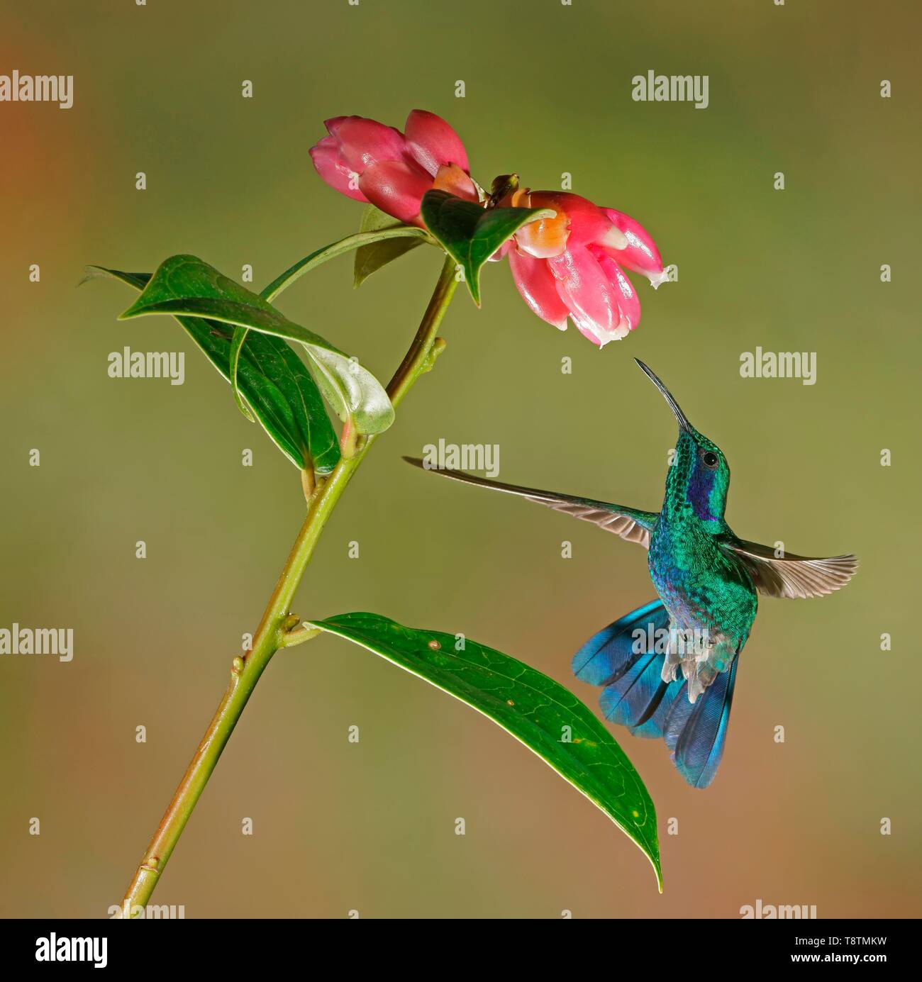 Mexican violetear (Colibri thalassinus) in flight, drinking nectar at a ...