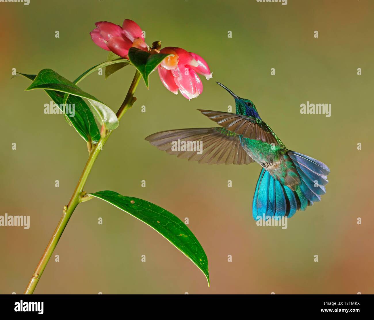 Mexican violetear (Colibri thalassinus) in flight, drinking nectar at a ...