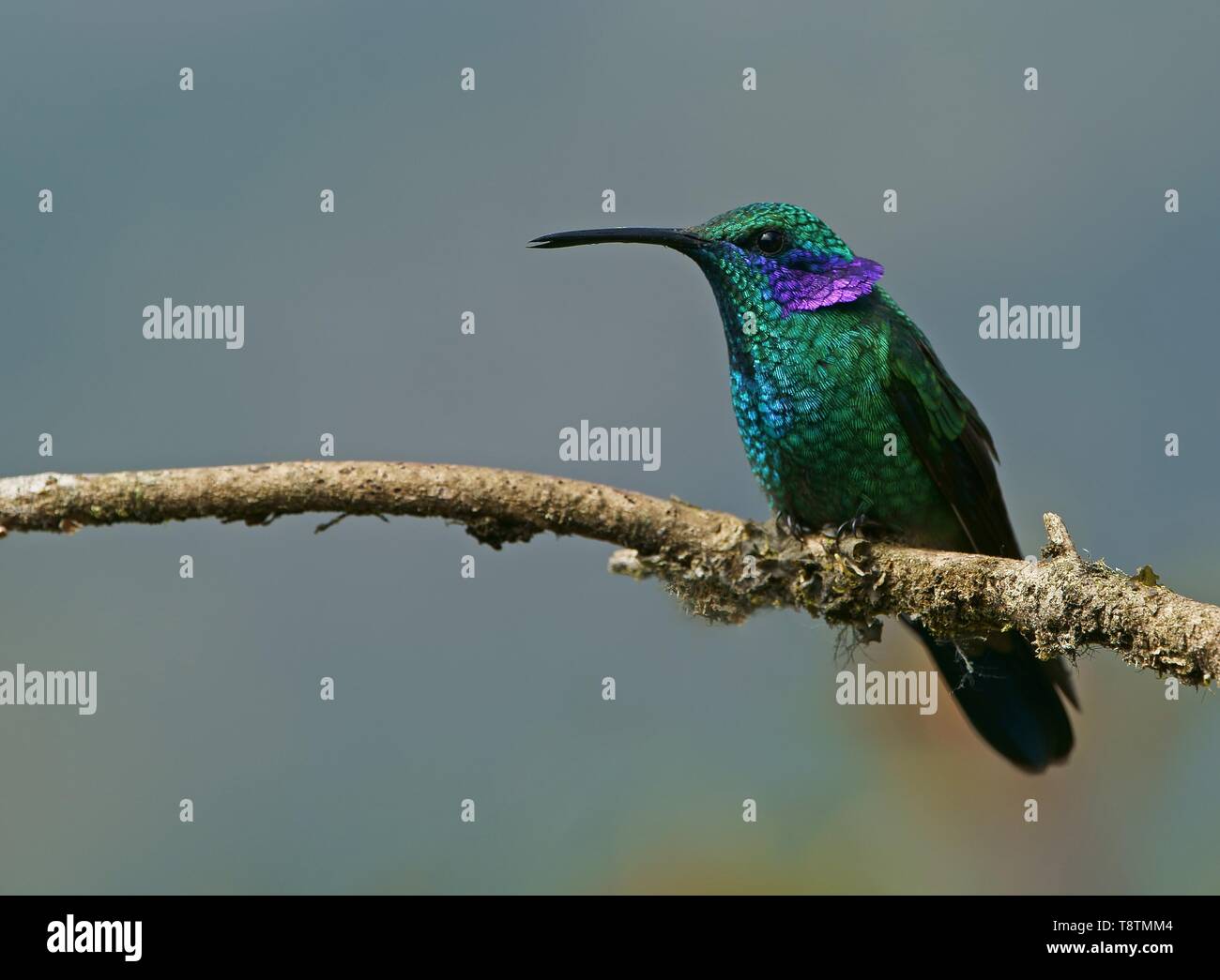 Mexican violetear (Colibri thalassinus) sits on branch, Costa Rica ...