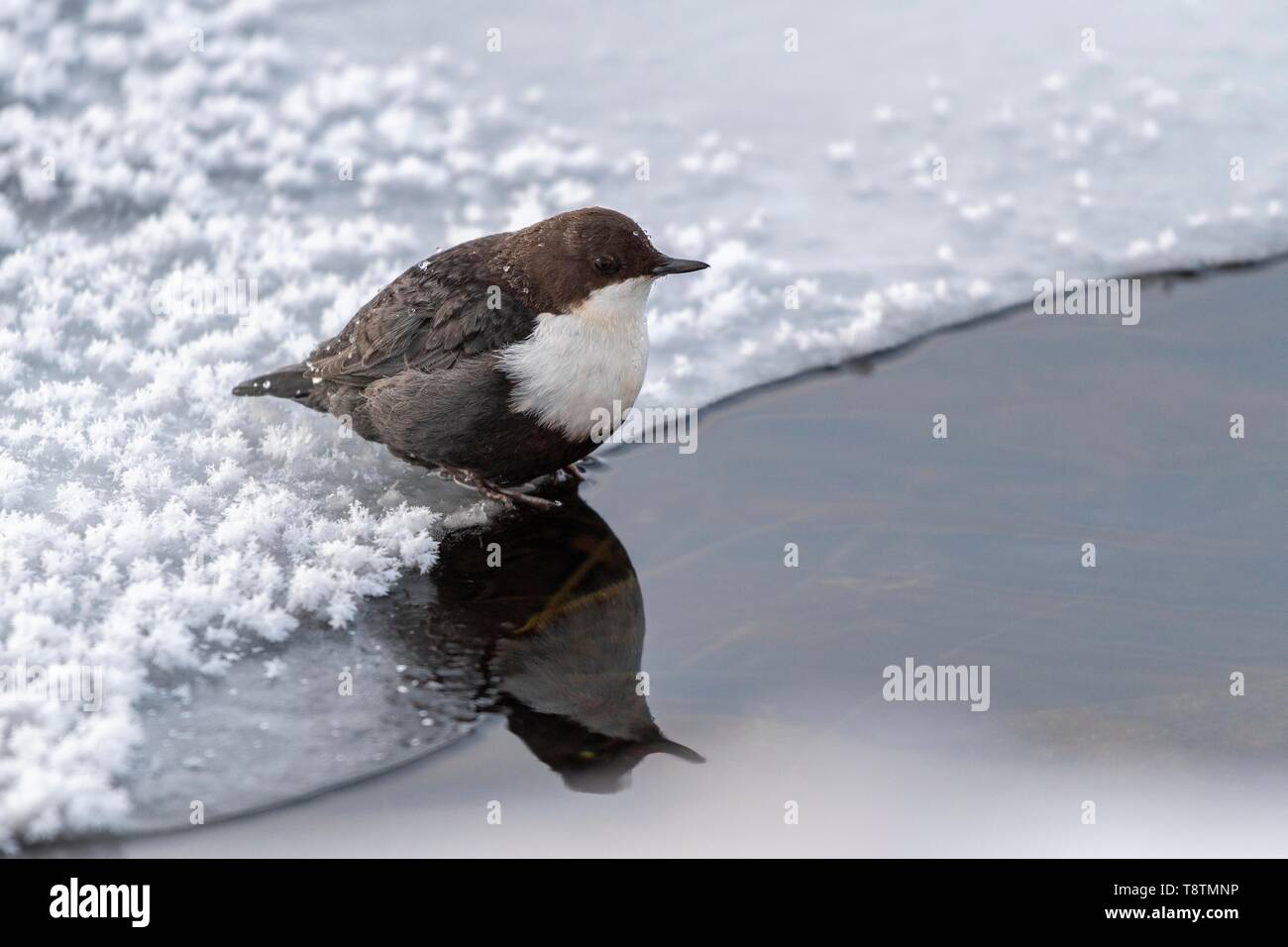 White-throated Dipper (Cinclus cinclus) standing on ice by the water ...