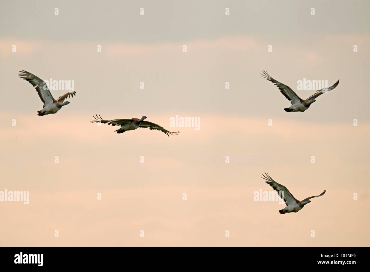 Great bustards (Otis tarda), flying, Andau, Burgenland, Austria Stock ...