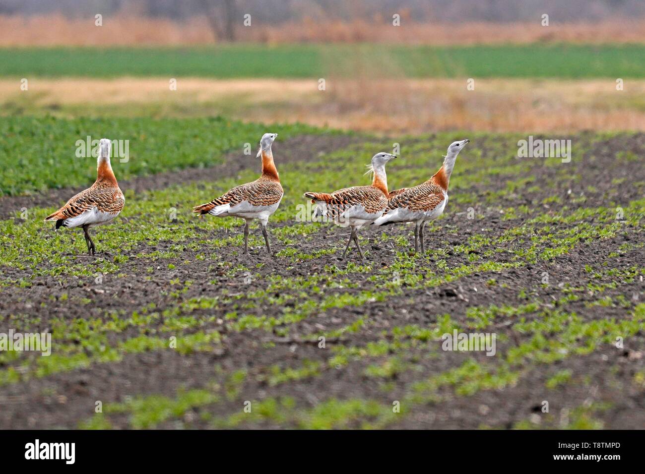 Great bustards otis tarda on a field hi-res stock photography and ...
