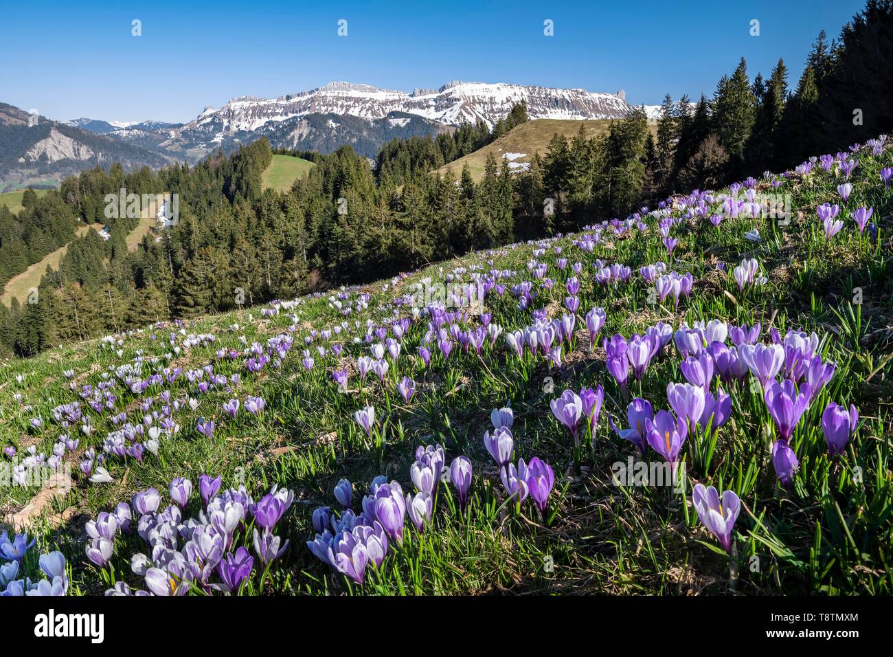 Purple mountain mountains hi-res stock photography and images - Alamy