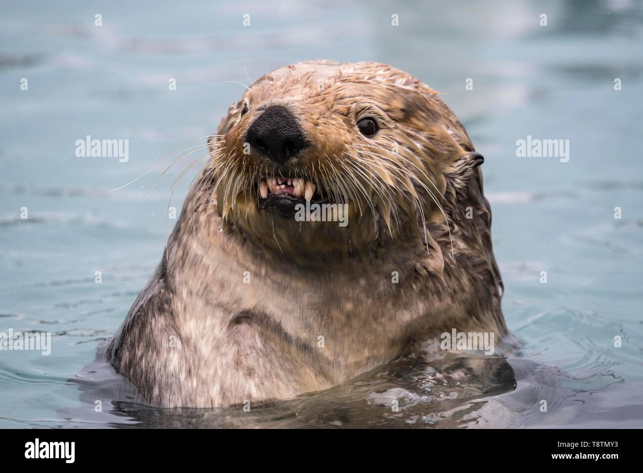 Sea otter (Enhydra lutris) in water looks aggressive, animal portrait ...
