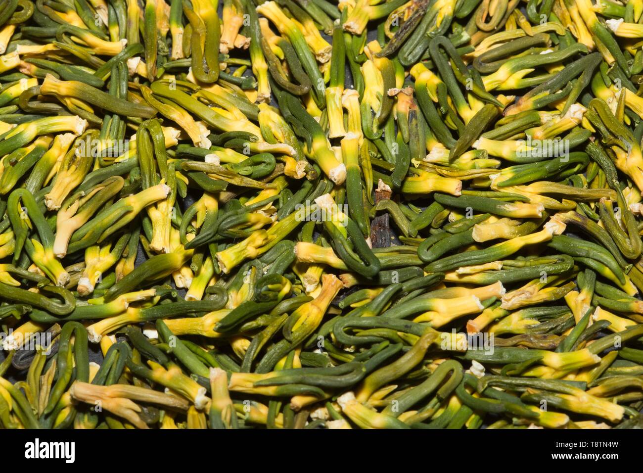 Plumule hi-res stock photography and images - Alamy