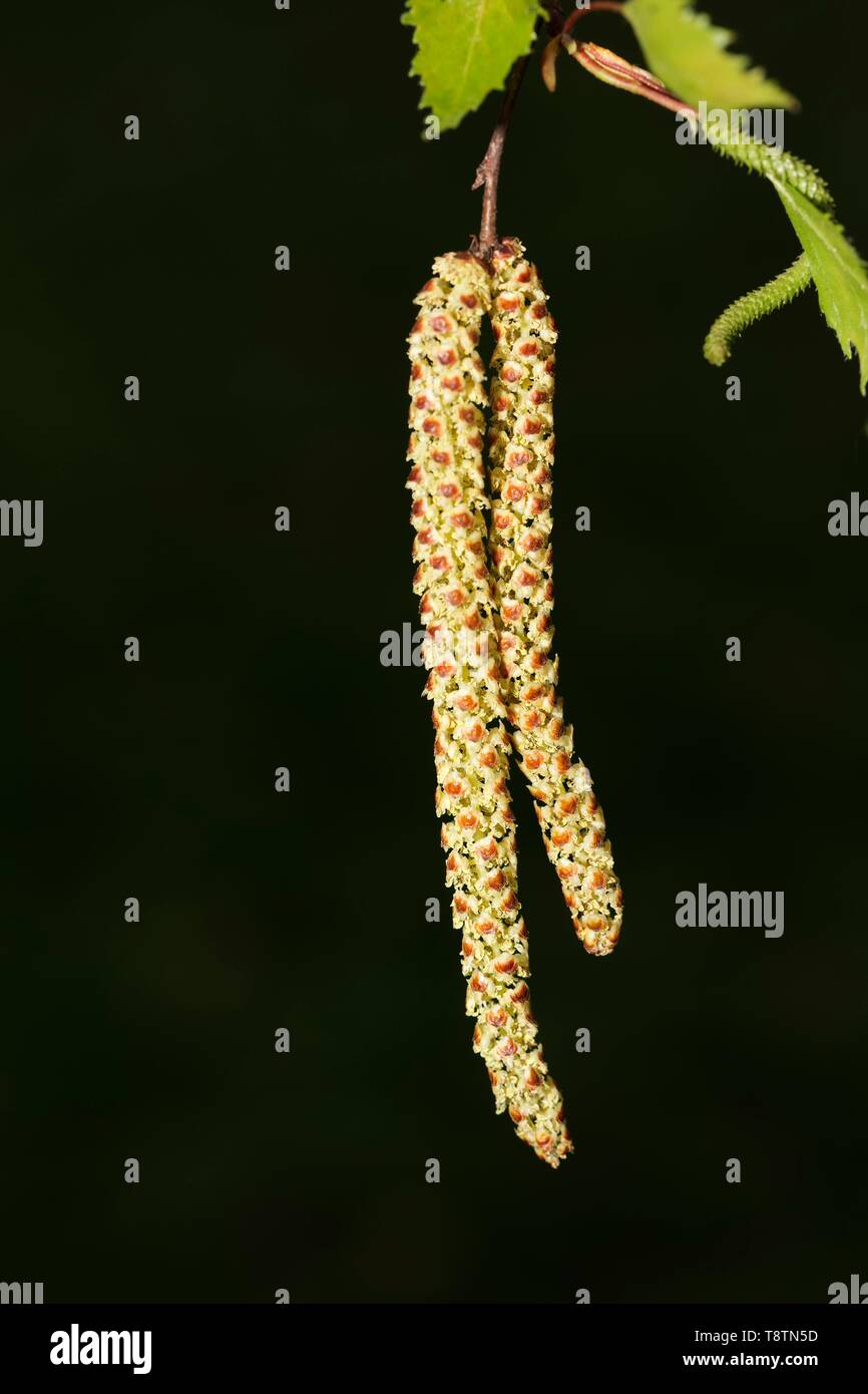 Inflorescence Catkin