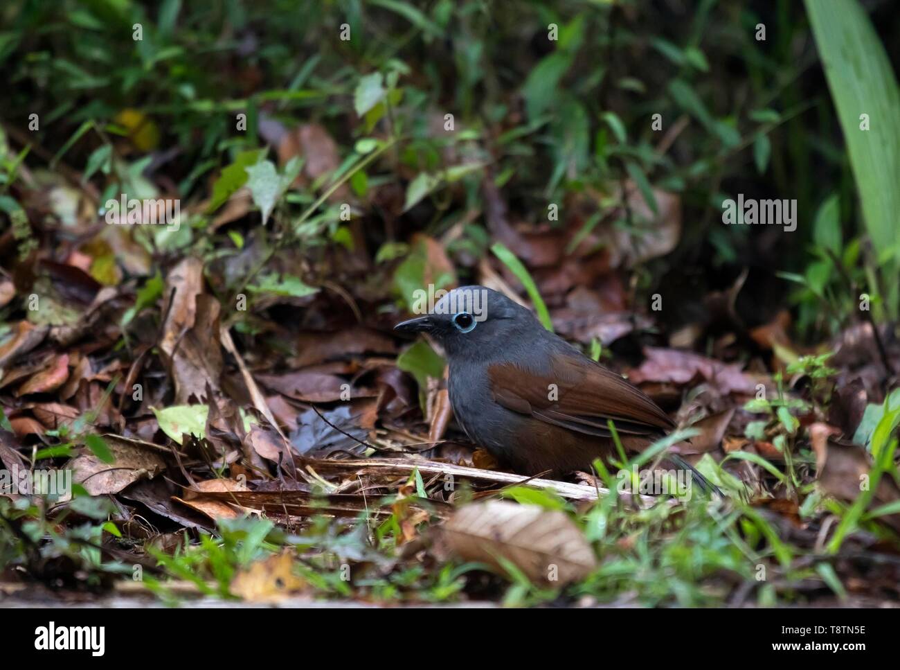 Sunda laughingthrush hi-res stock photography and images - Alamy