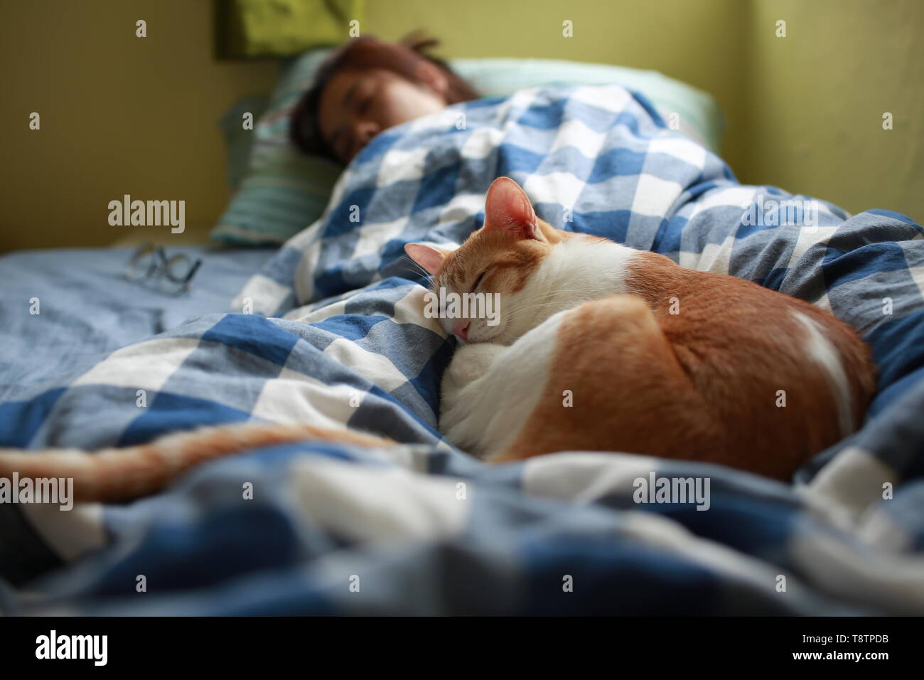 Human cat bed hi-res stock photography and images - Alamy