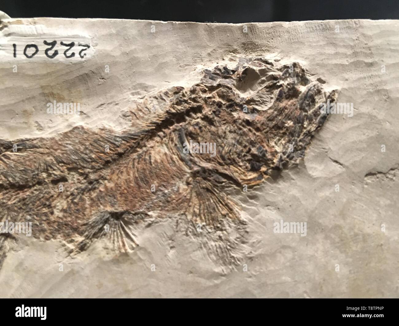 Fish fossils hi-res stock photography and images - Alamy