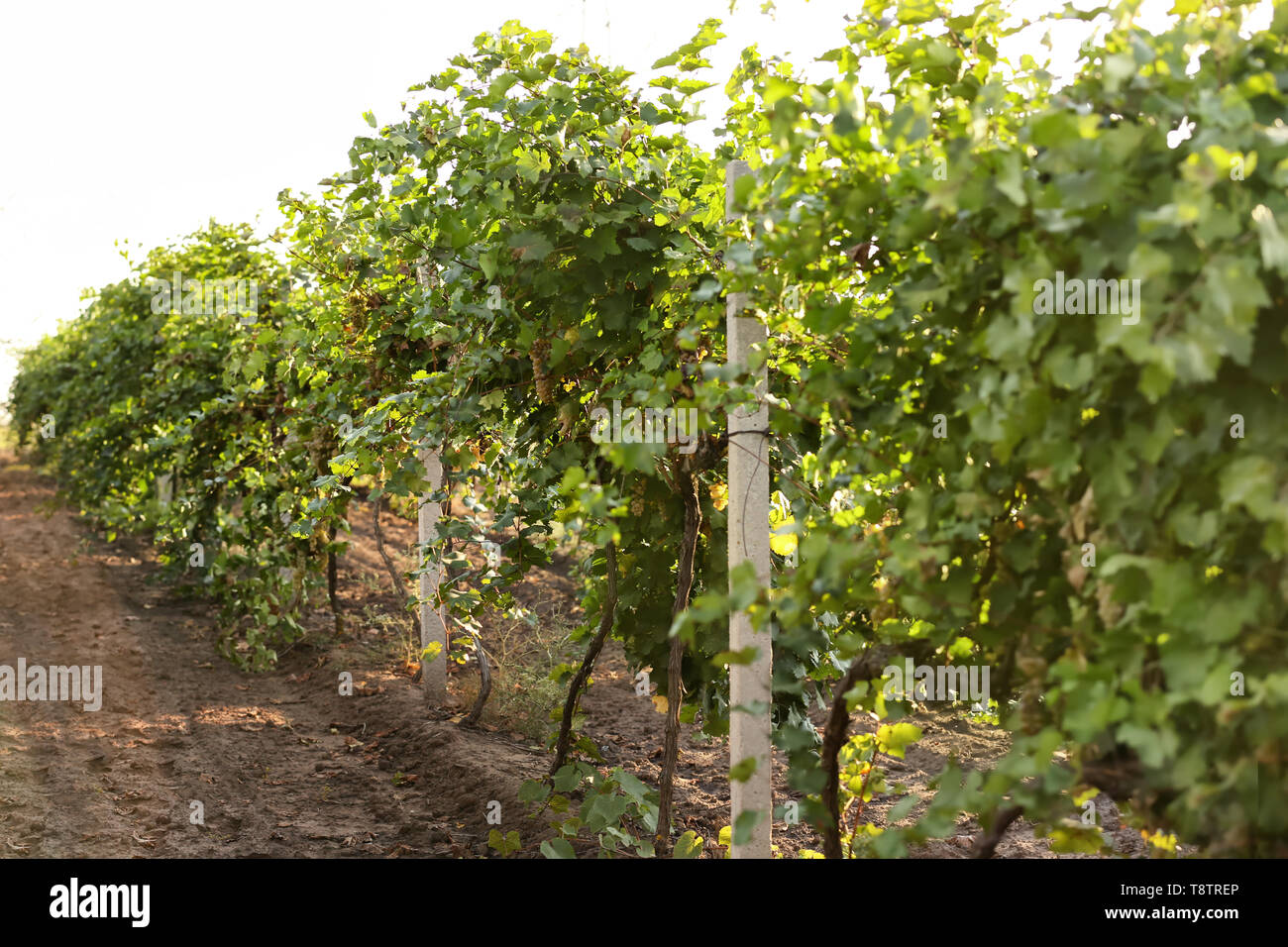Green grape vines growing in vineyard Stock Photo - Alamy