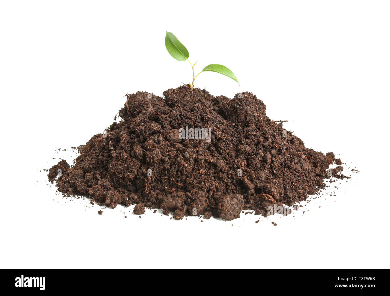 Small green plant in soil on white background Stock Photo - Alamy