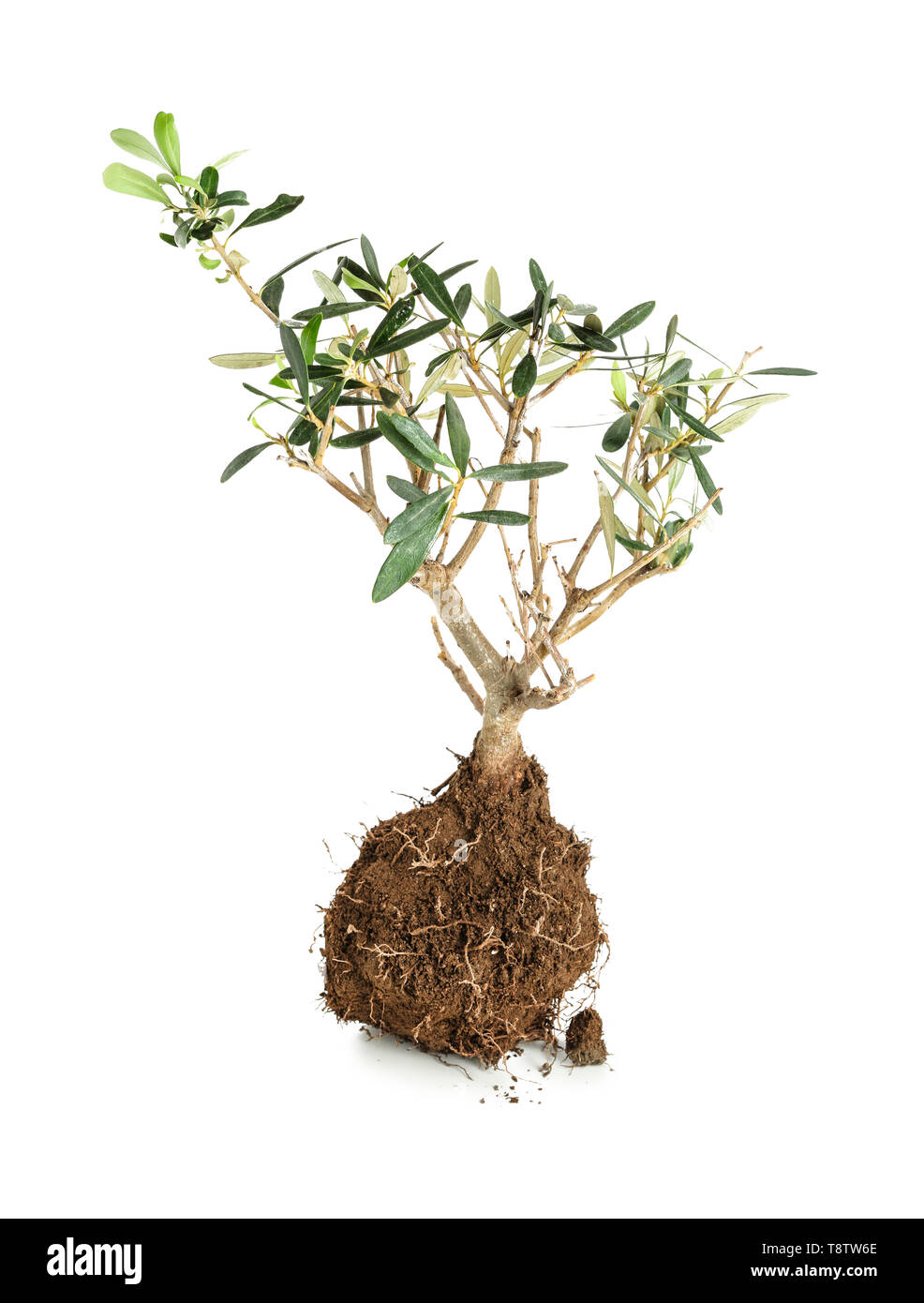Small tree with roots in soil on white background Stock Photo - Alamy
