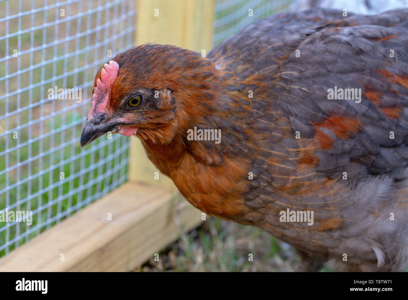 Cockerel rooster hi-res stock photography and images - Alamy
