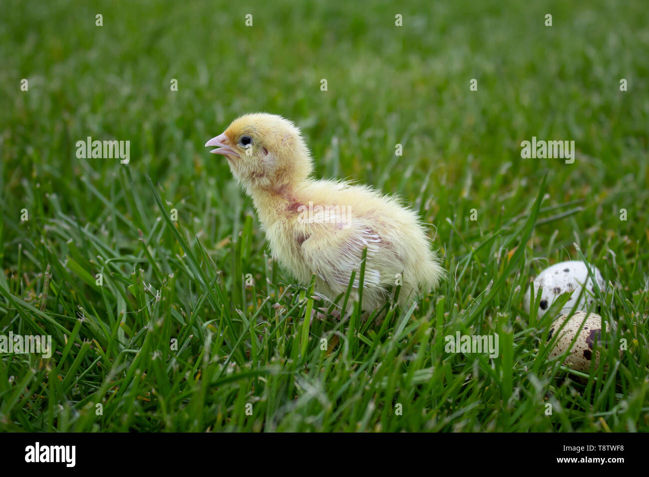 Little quail chick with eggs in green grass. Texas Quail Stock Photo ...