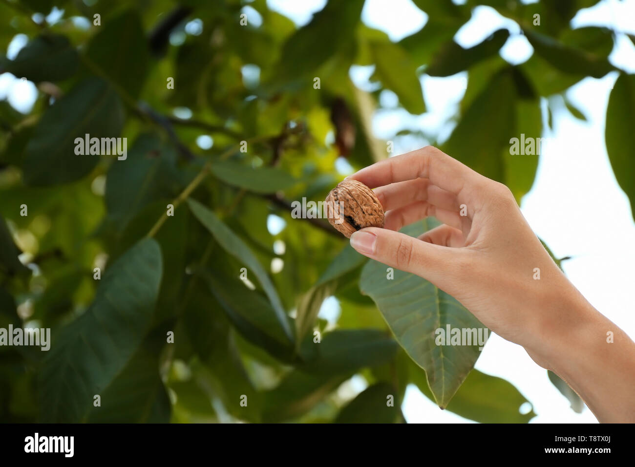 Female hand tasty walnut hi-res stock photography and images - Alamy