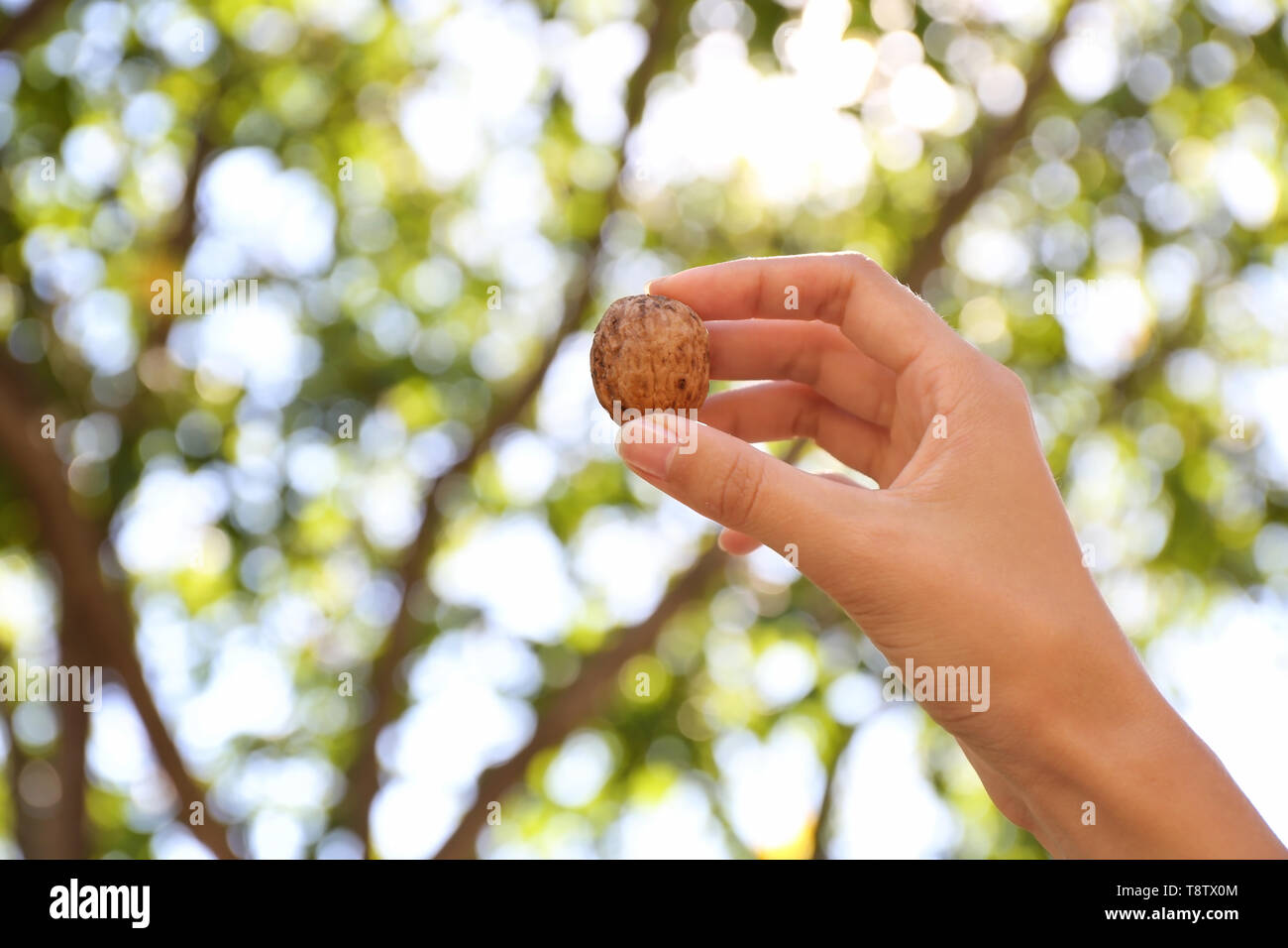 Female hand tasty walnut hi-res stock photography and images - Alamy