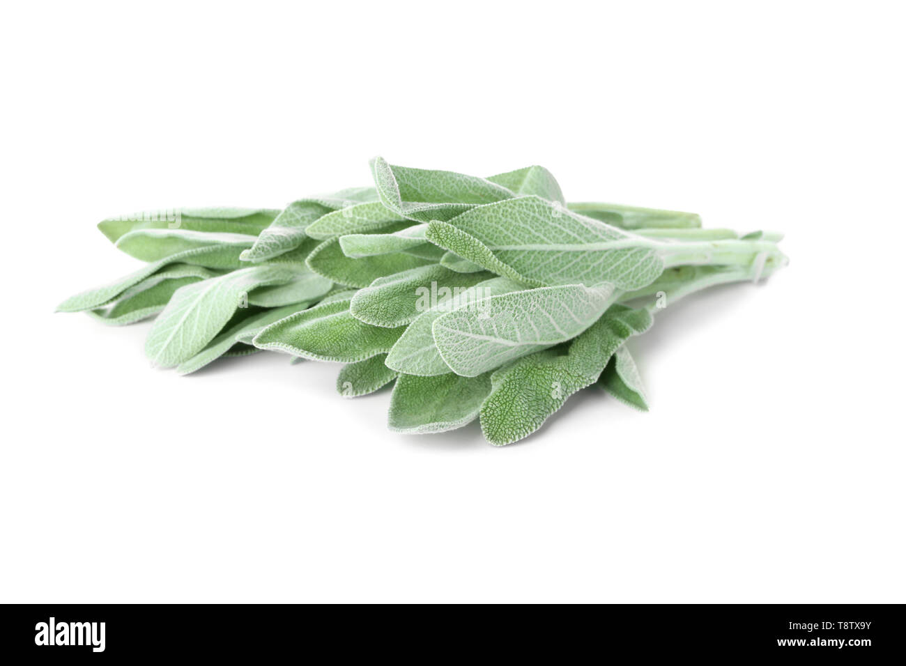 Fresh sage on white background Stock Photo - Alamy