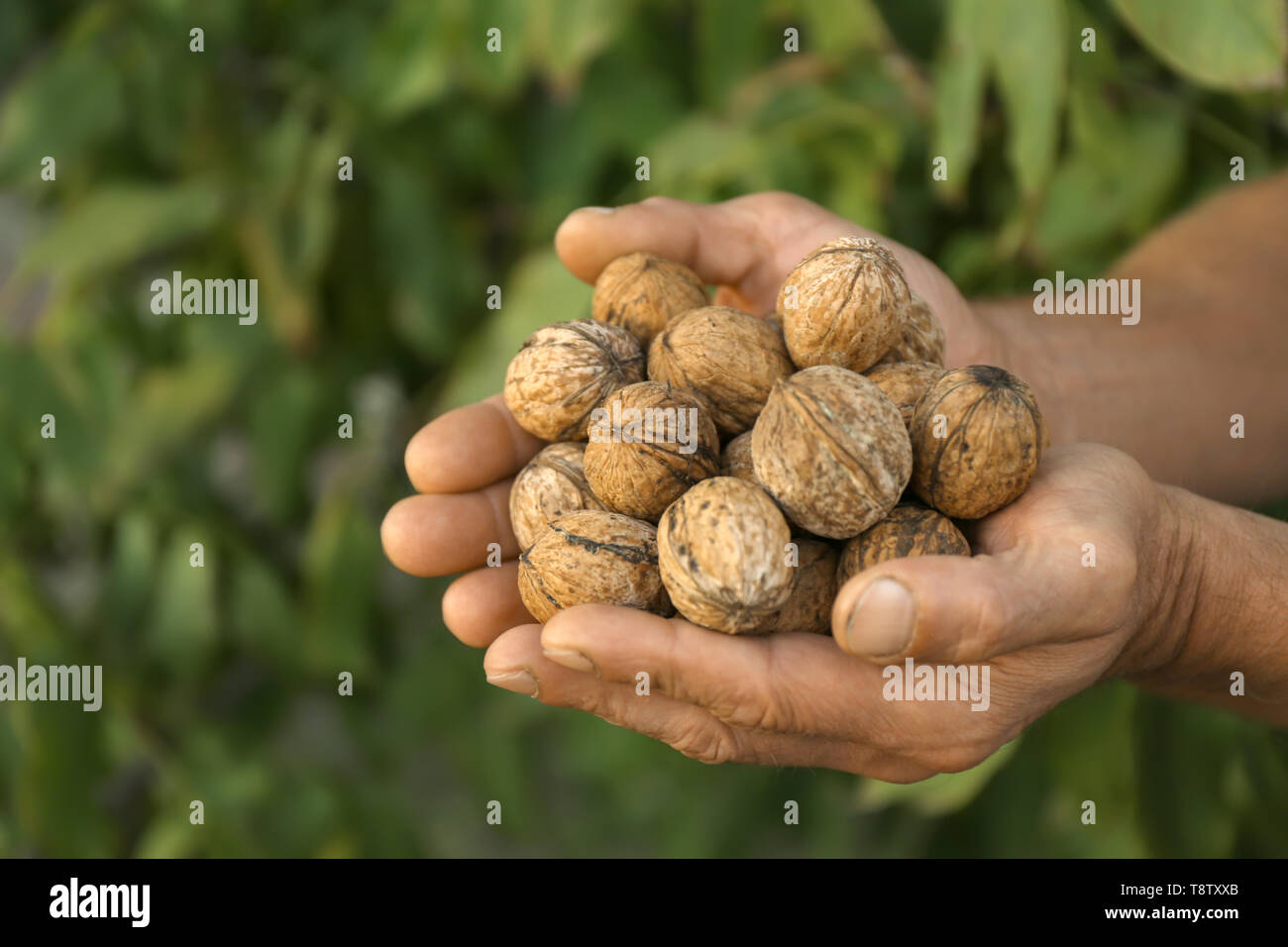 Hands holding walnuts in hi-res stock photography and images - Alamy