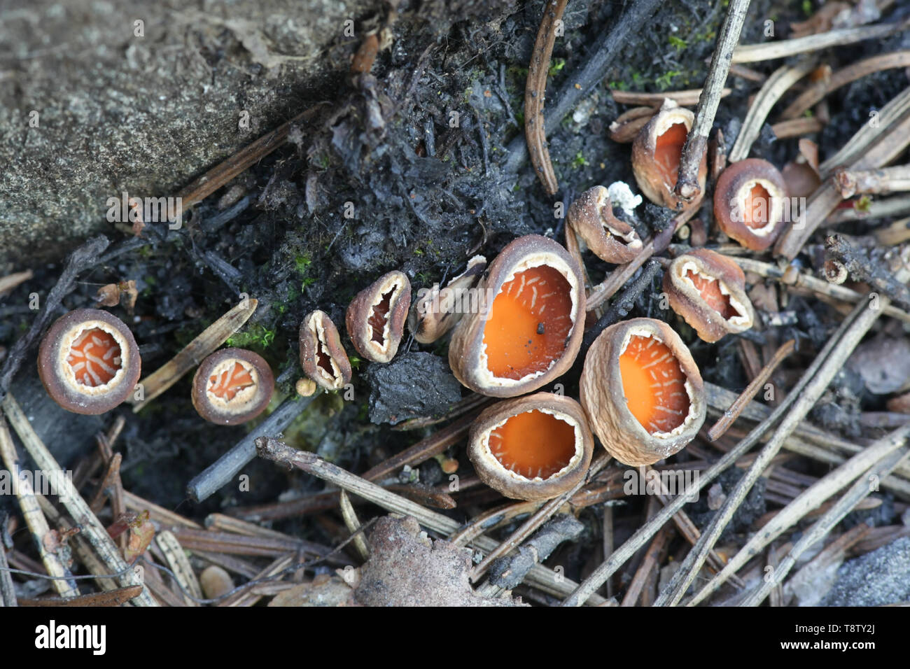 Geopyxis carbonaria, known as the charcoal loving elf-cup, dwarf acorn ...