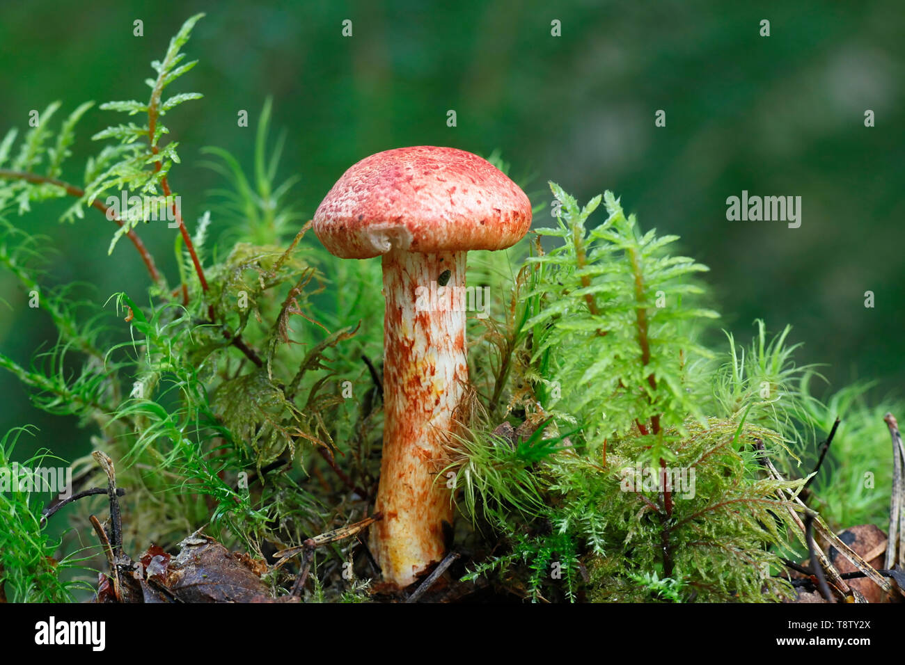 Dappled webcap mushroom hi-res stock photography and images - Alamy