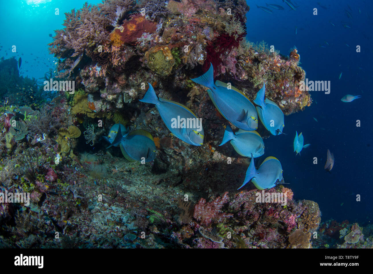 Yellowmask surgeonfish (Acanthurus mata), Raja Ampat, West Papua ...
