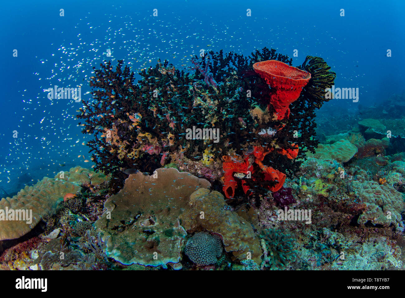 Coral reef with crinoids, sponges and small shoaling fish in Raja Ampat ...