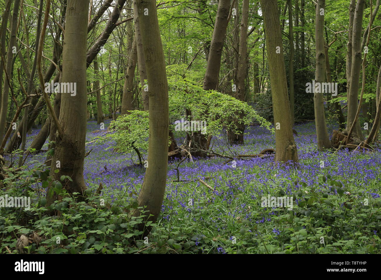 Natural England - scenic - an abundance of native bluebells ...