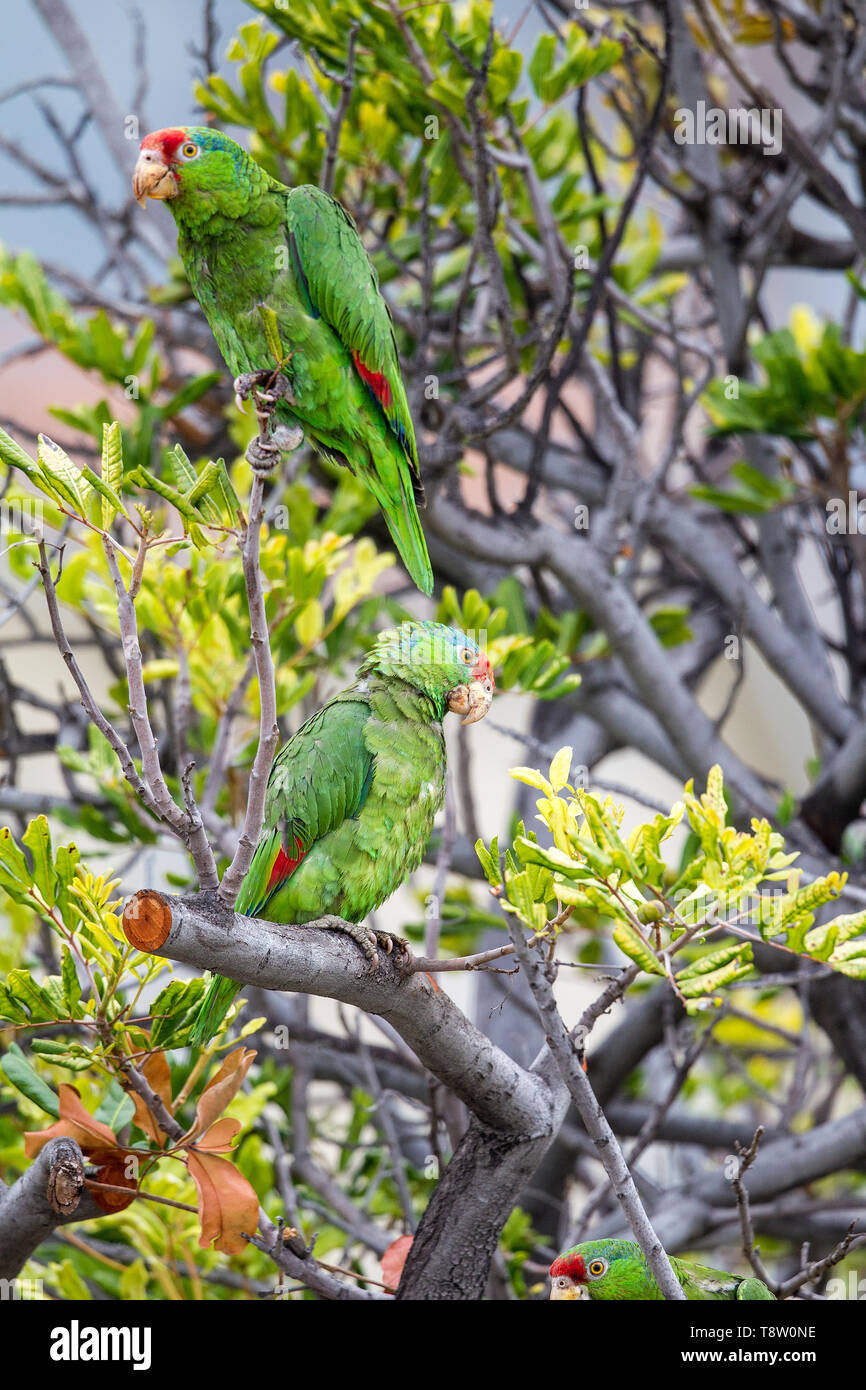 Mexican Red headed Parrot Stock Photo - Alamy