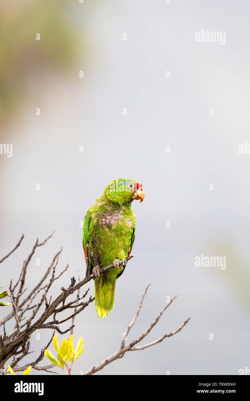 Mexican Red headed Parrot Stock Photo - Alamy
