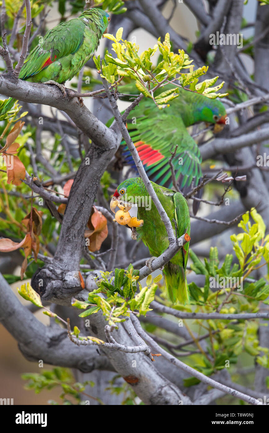 Mexican Red headed Parrot Stock Photo - Alamy