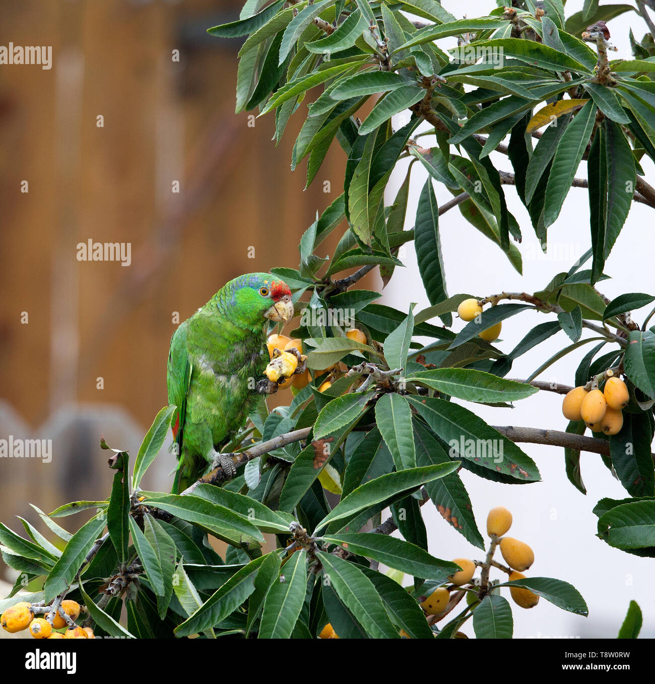 Mexican Red headed Parrot Stock Photo - Alamy