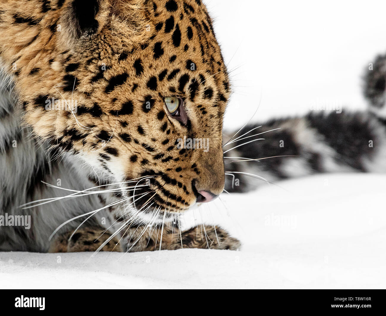 The Amur leopard is a leopard subspecies of SE Russia and NE China. It ...