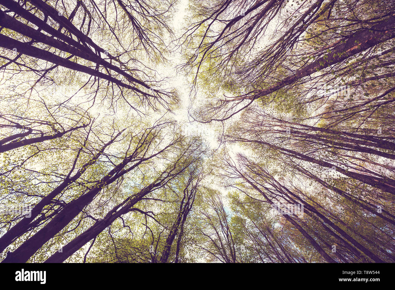 Bottom view of tall trees in spring forest Stock Photo - Alamy