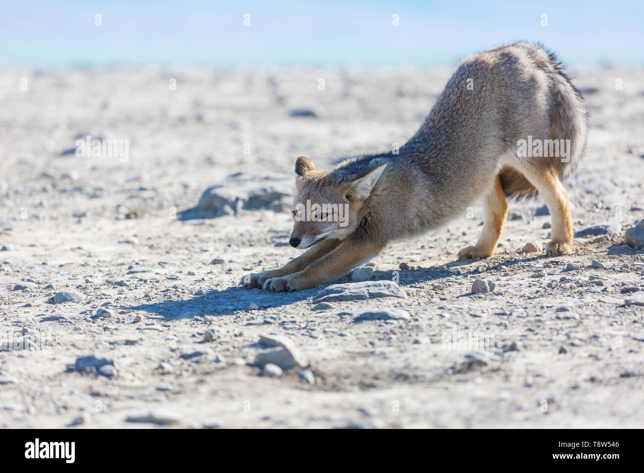 South American gray fox (Lycalopex griseus), Patagonian fox, in ...