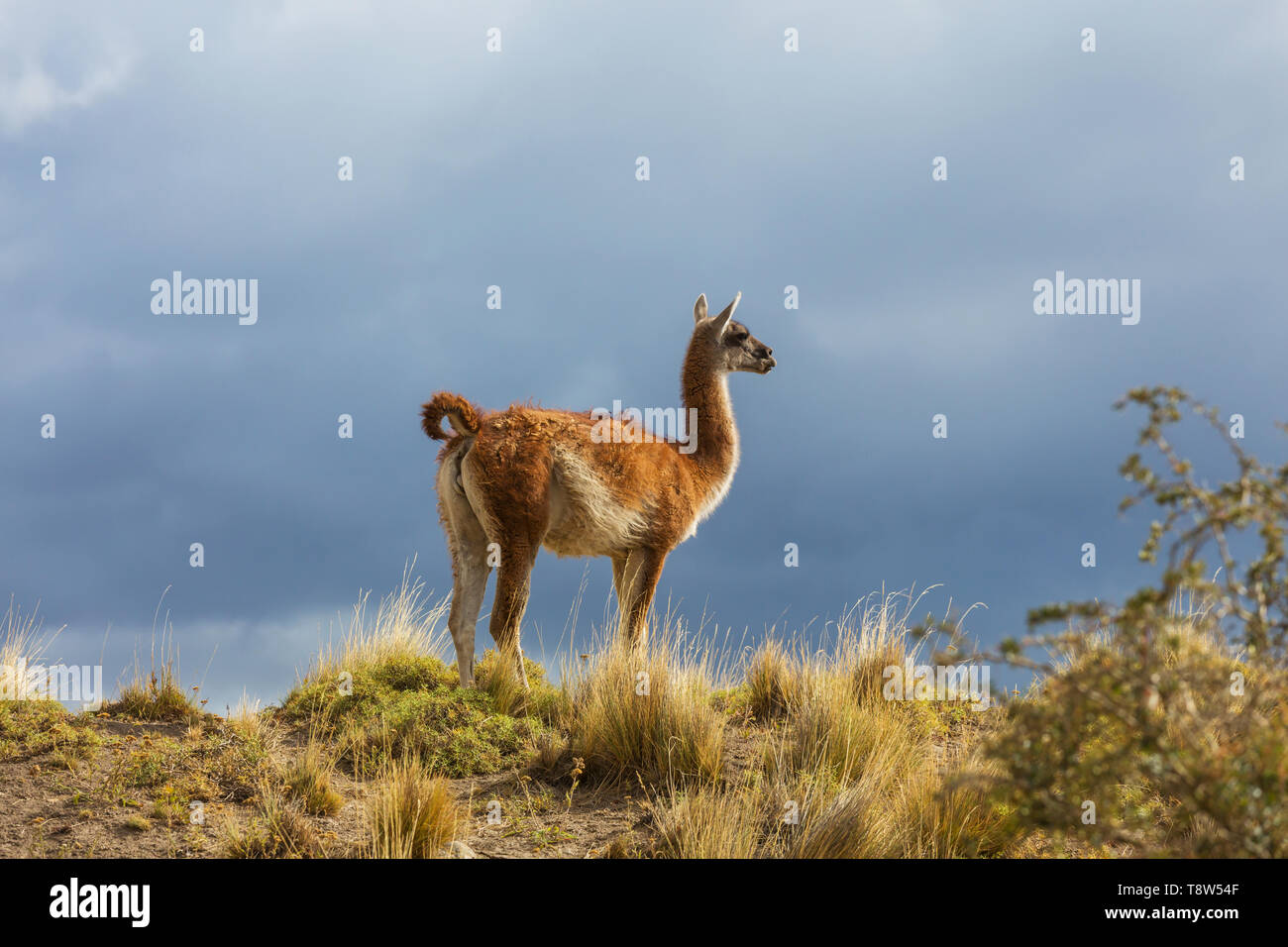 Wild Guanaco (Lama Guanicoe) in Patagonia prairie, Chile, South America ...