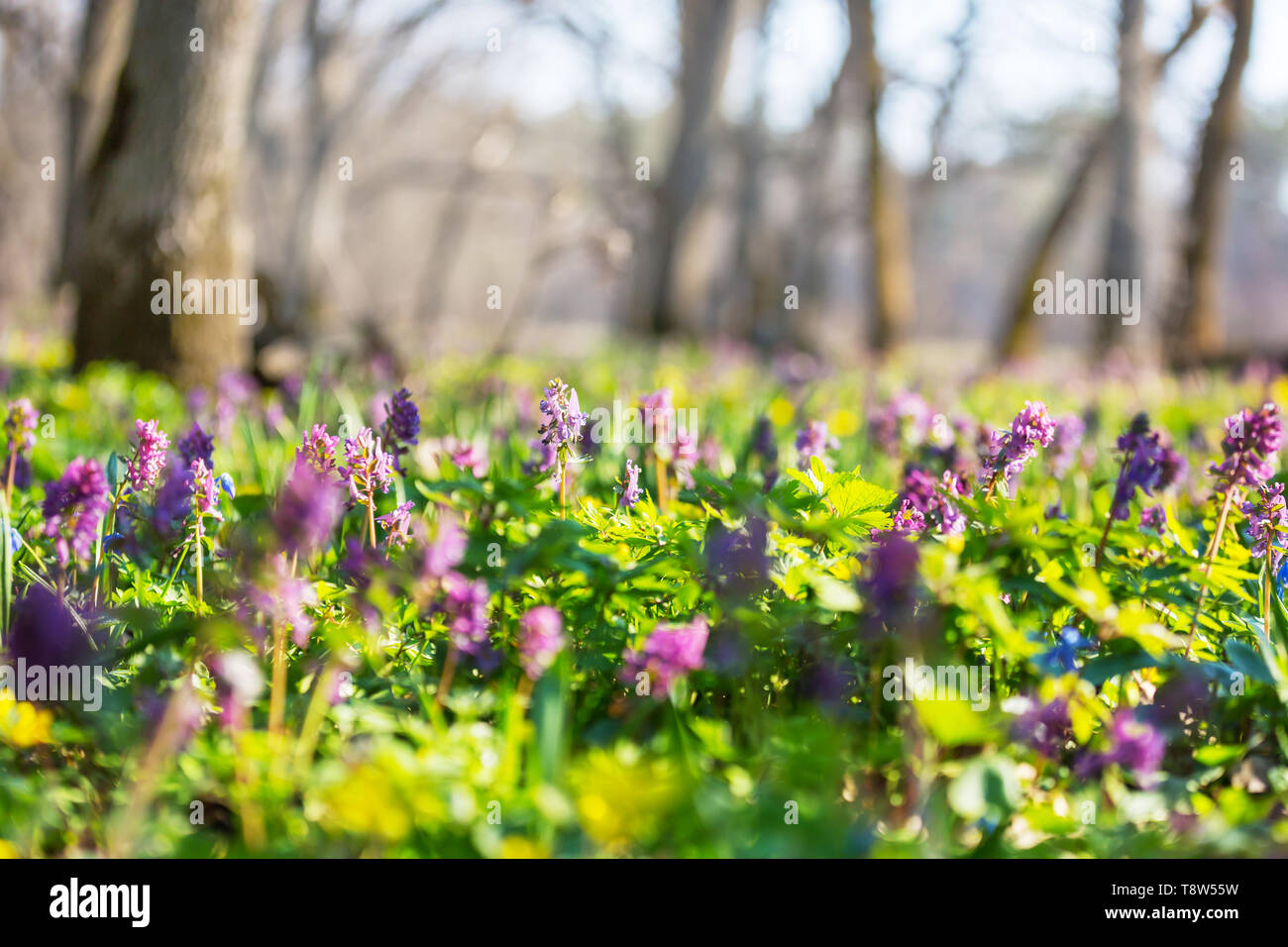 Beautiful garden spring flowers. Natural background Stock Photo - Alamy