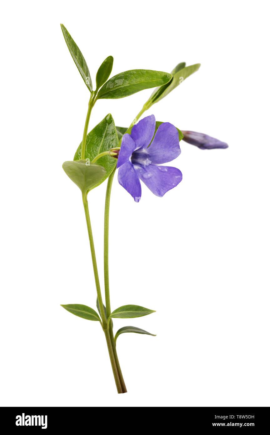Blooming periwinkle (Vinca) isolated on white background. Medicinal ...