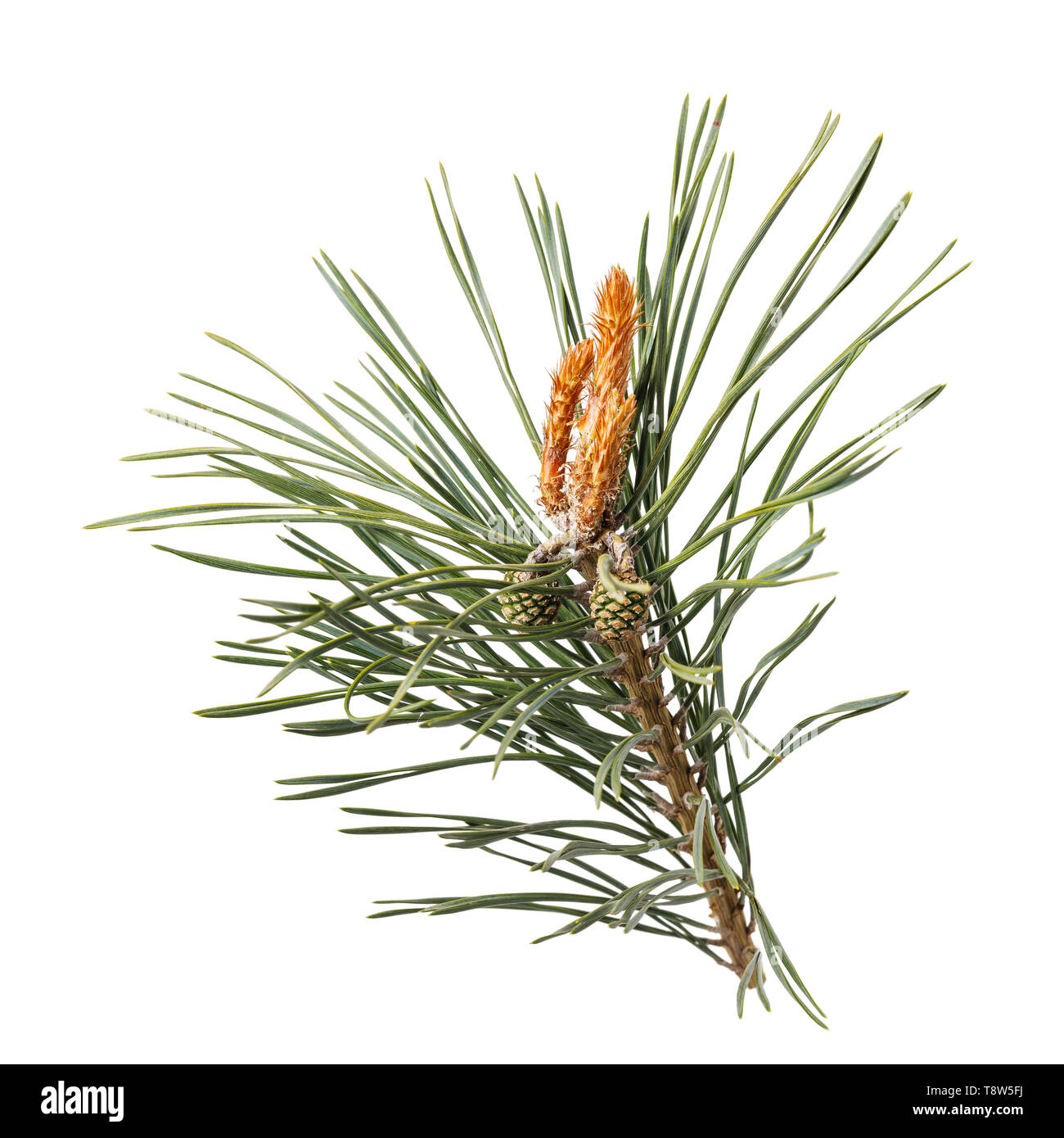 Pine cone buds hi-res stock photography and images - Alamy