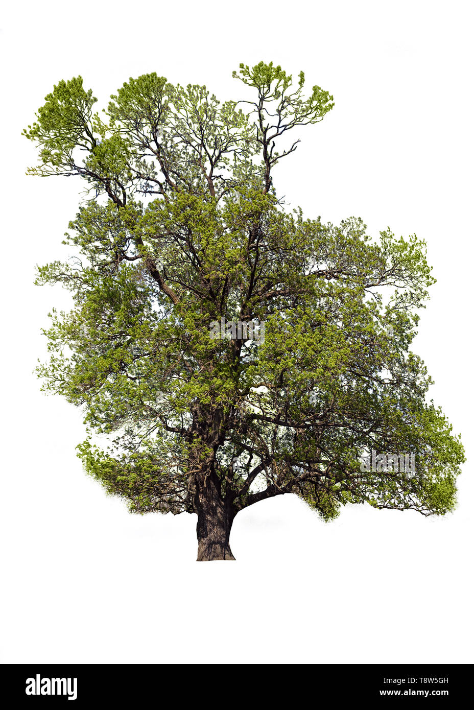 Old Ash Tree With Beautiful Canopy Isolated on White Background Stock ...