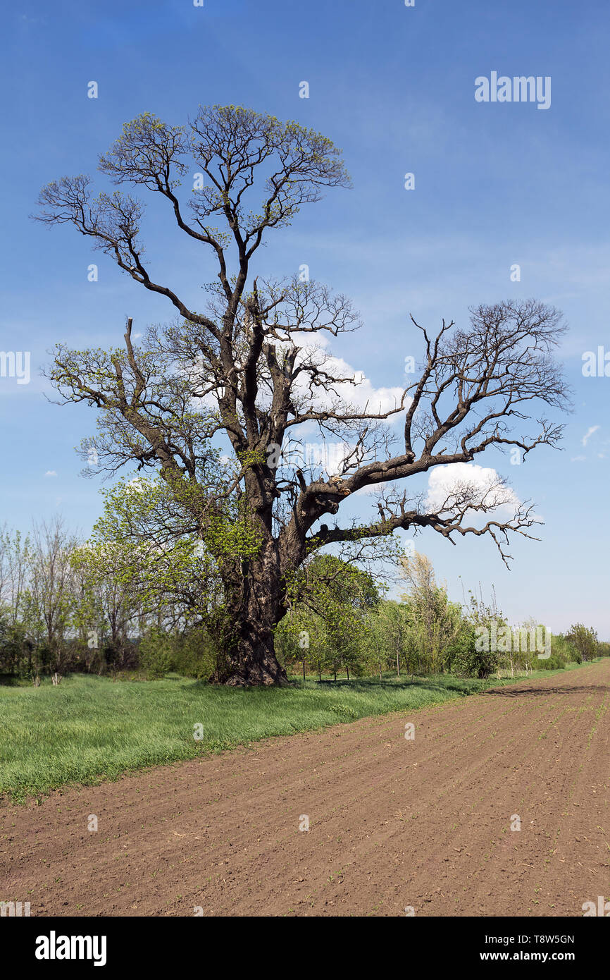 Old Ash Tree With Beautiful Canopy In The Nature Stock Photo - Alamy