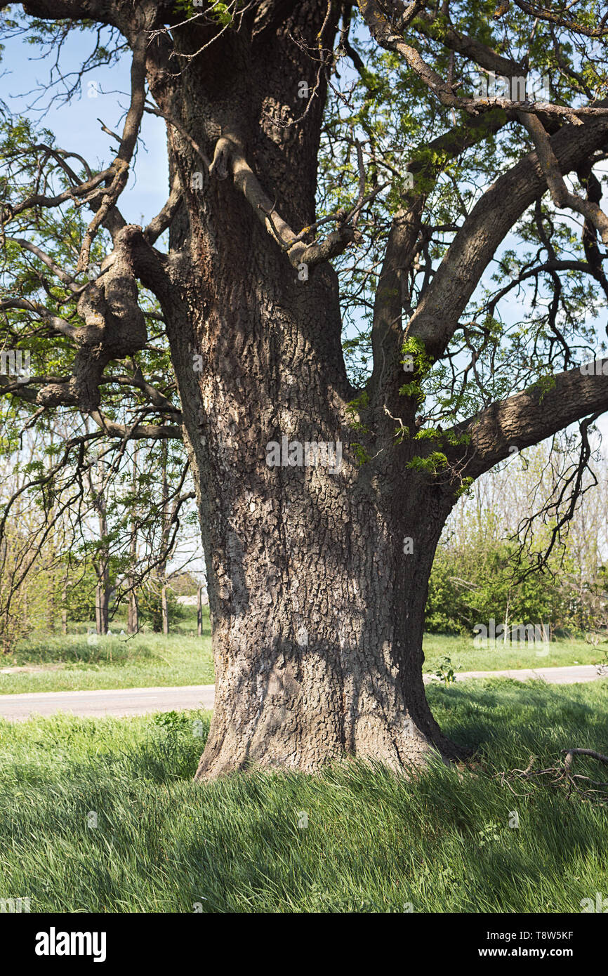 Old Ash Tree With Beautiful Canopy In The Nature Stock Photo - Alamy
