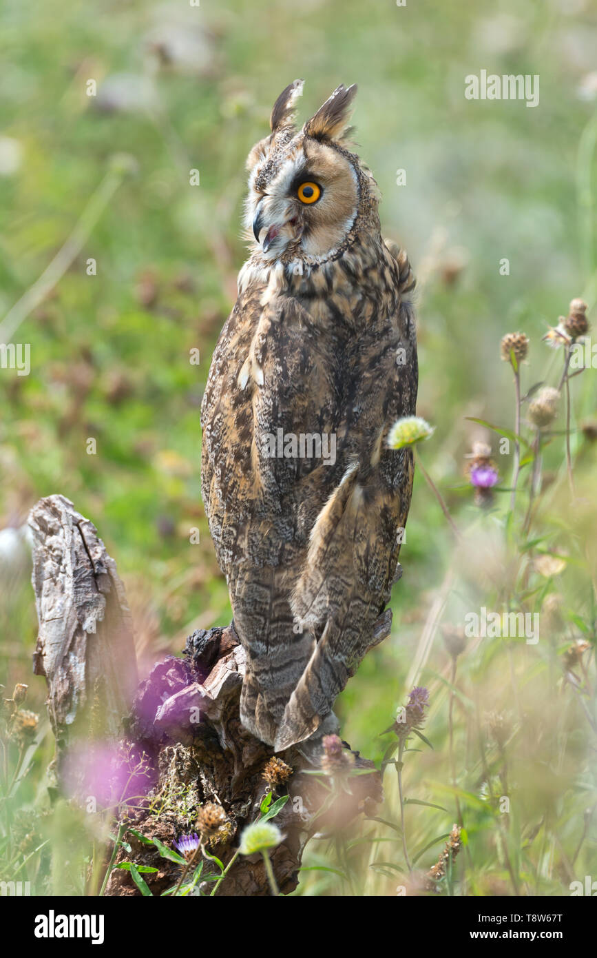A Long Eared Owl in the meadows at the Barn Owl Centre of ...