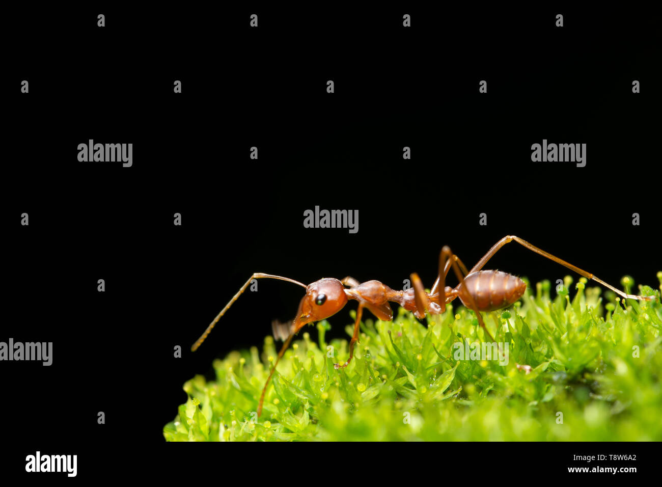 Macro ants on plants Stock Photo - Alamy
